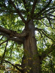 Ancestors and Descendants | Tiny House Ontario